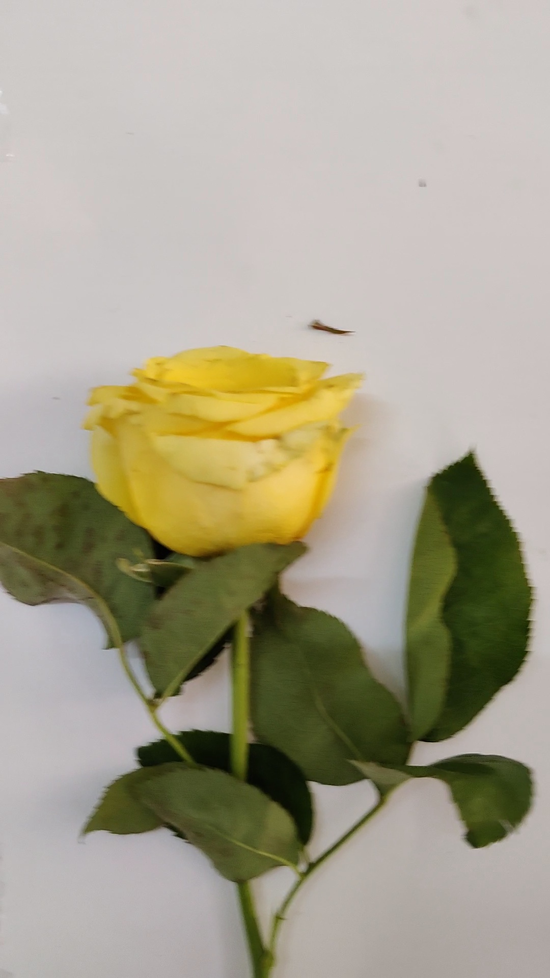 Rose grading Object Detection Dataset by Preetham