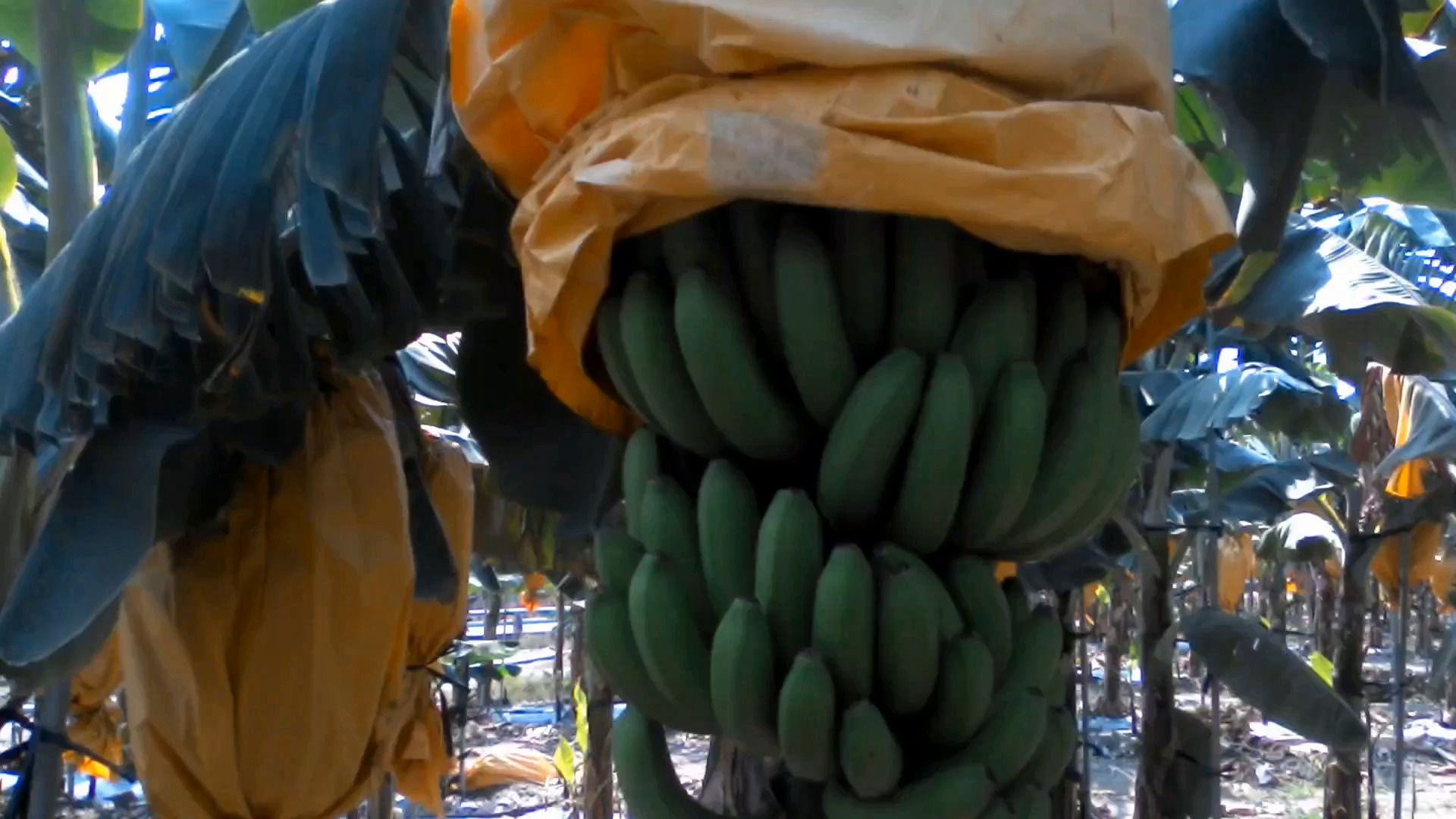 Banana Object Detection Dataset By Banana