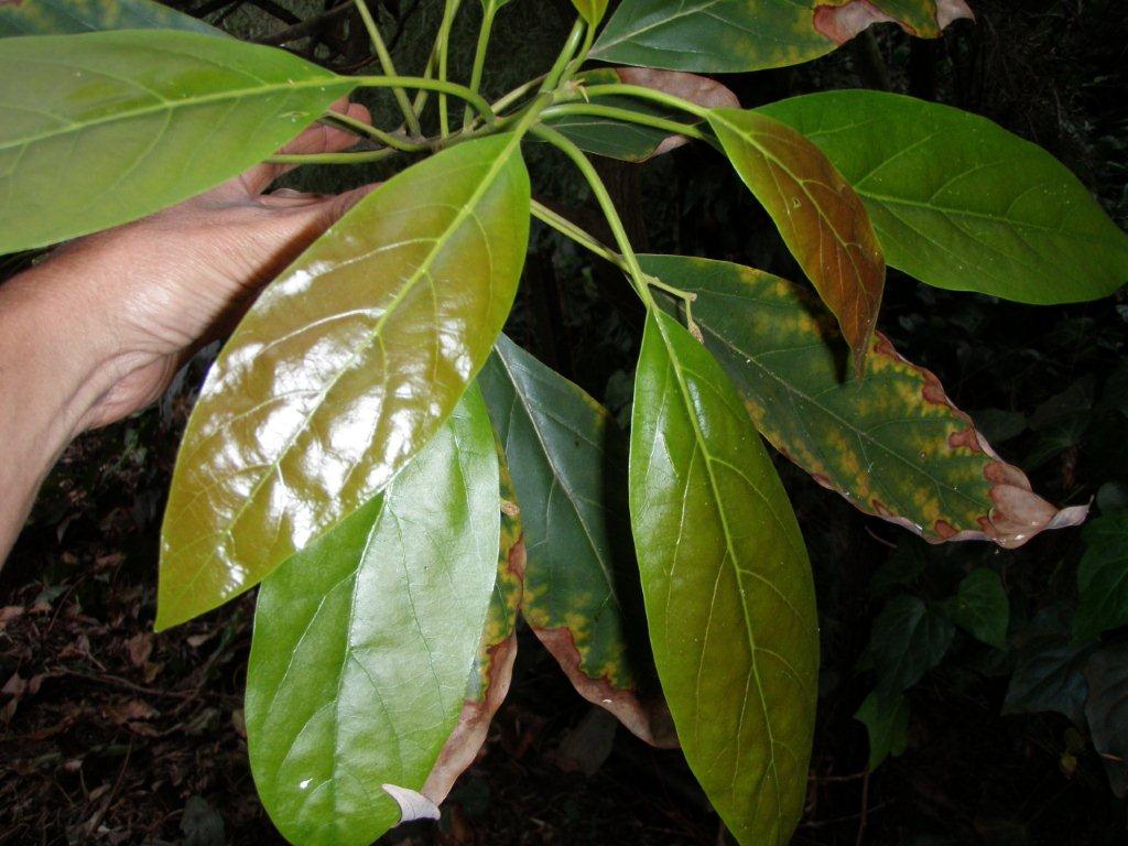 Avocado Leaves Object Detection Model (v1, 2023-04-27 4:31pm) by Danny C