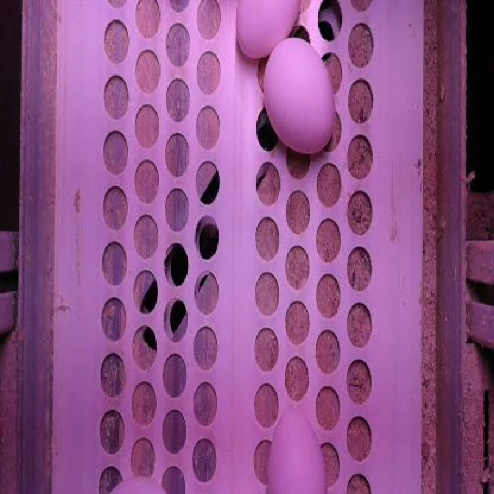 egg Object Detection Dataset and Pre-Trained Model by bherbruck