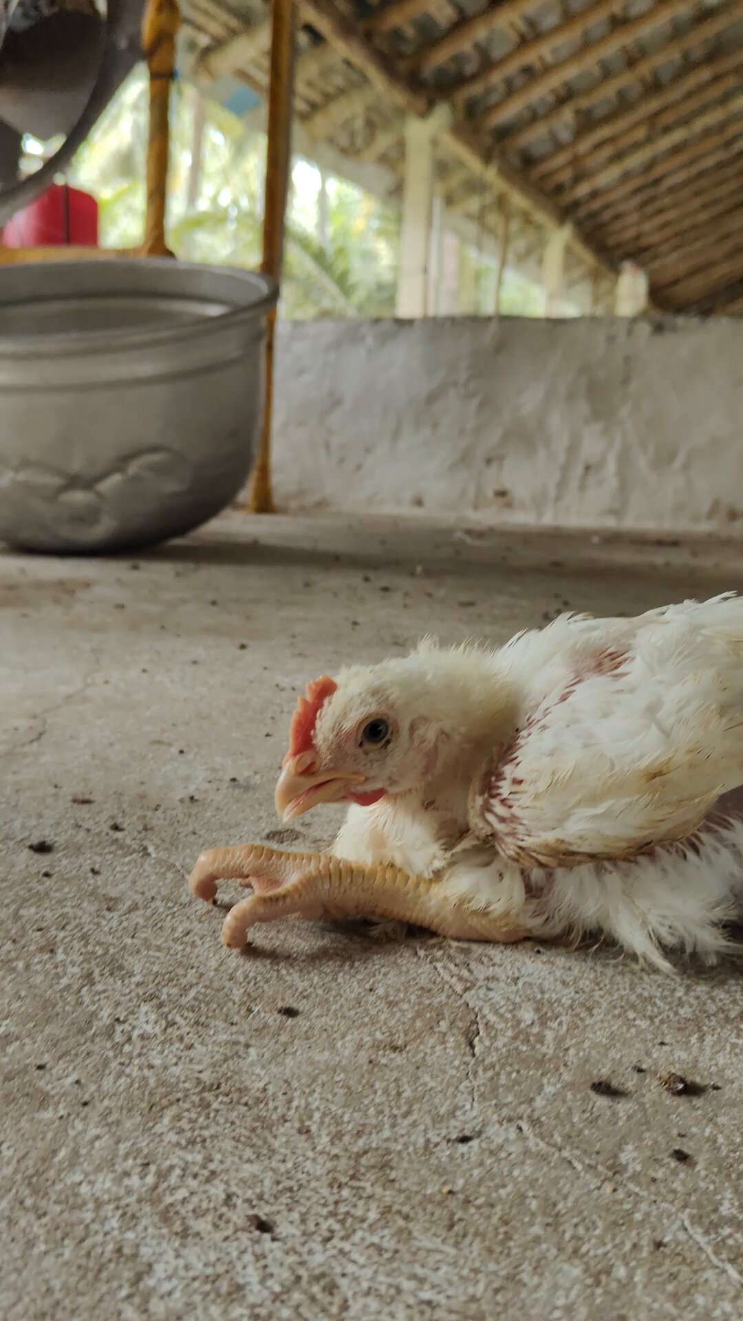 yolo v10-leg weeks Object Detection Dataset by dilip