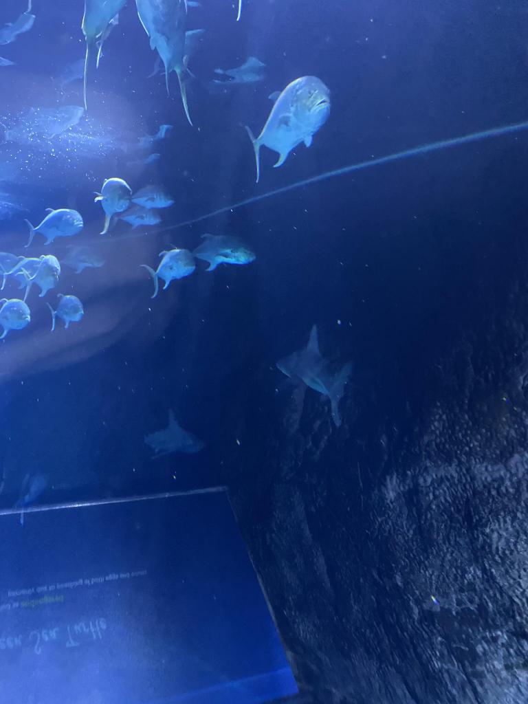 Yolo Object Detection Model By Diablo