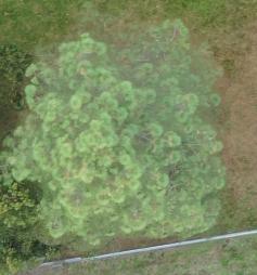 tree detection (tree-detection-0z6yv) - Roboflow Universe