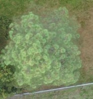 tree detection (tree-detection-0z6yv) - Roboflow Universe