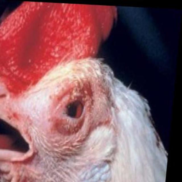 chicken Object Detection Model by pfe