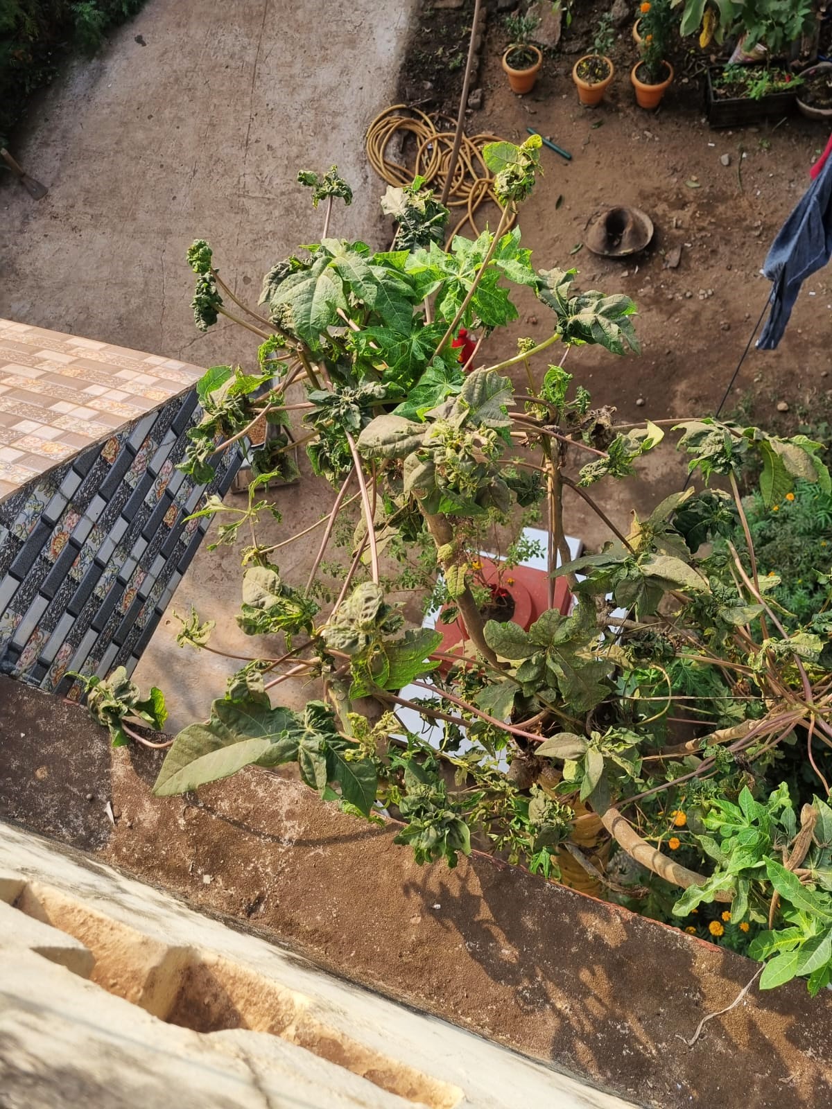 Crop Disease Detection Object Detection Dataset By Vihaveai