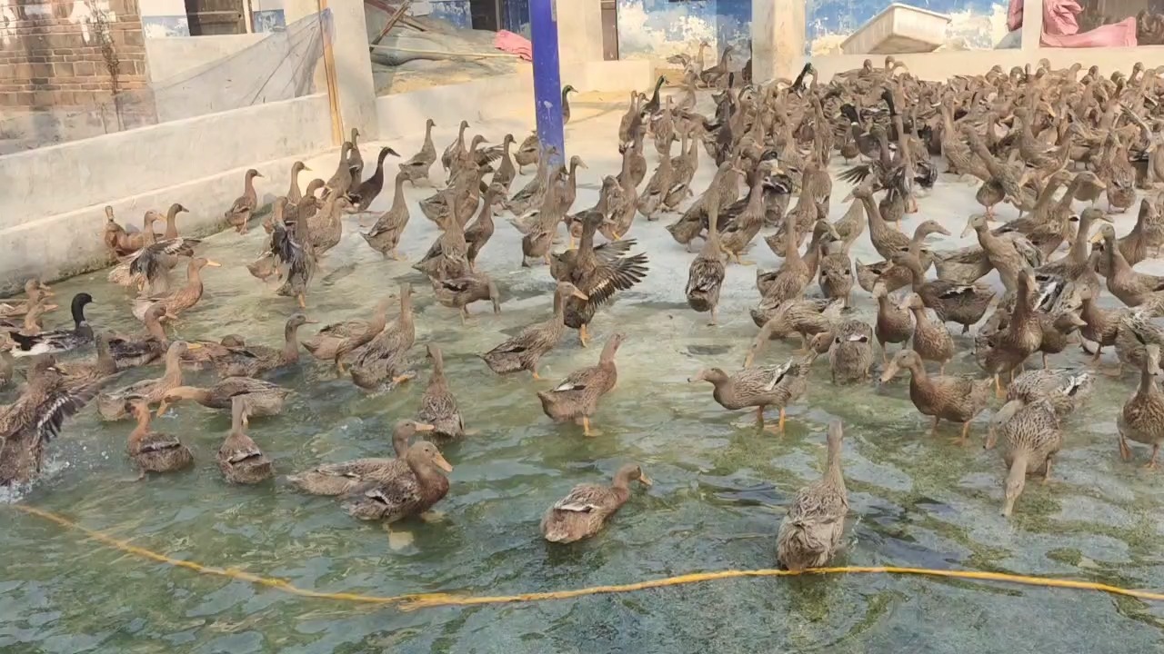 Linwu Duck Object Detection Model By Hunau Csecl