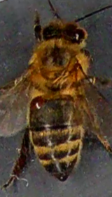 varroa3kv2 Object Detection Model by Varroa