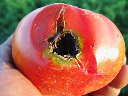 Tomato Classification Classification Model by Madhuresearchwork