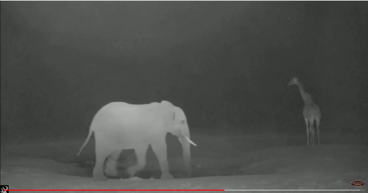 Elephant Detection System Instance Segmentation Dataset By