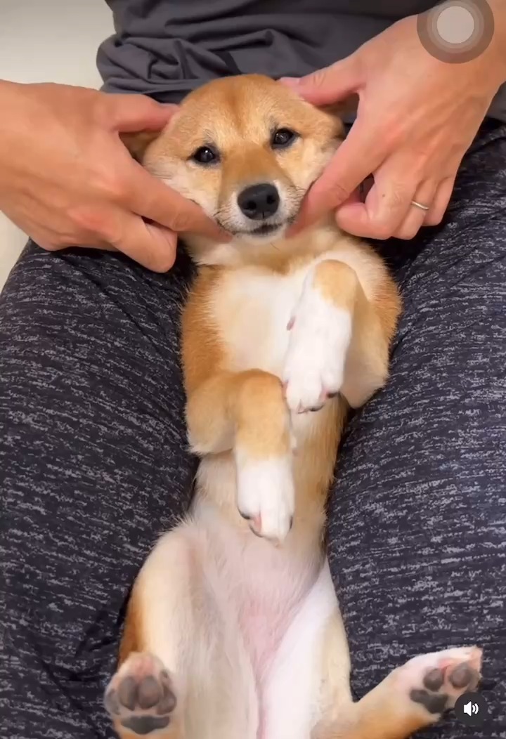 How to Use the dog breed Object Detection API