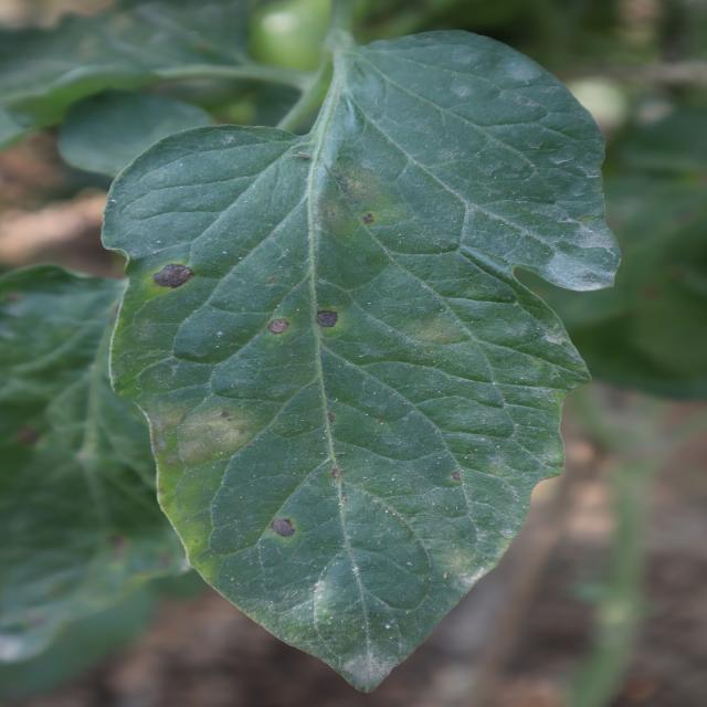 Tomato_leaf_disease_detect Instance Segmentation Model by amin ocin