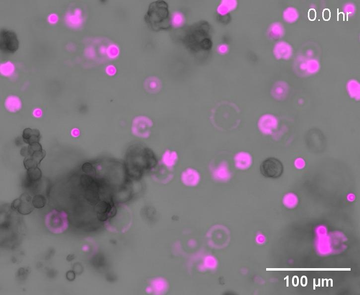 Cell Instance Segmentation Dataset by Cell biology