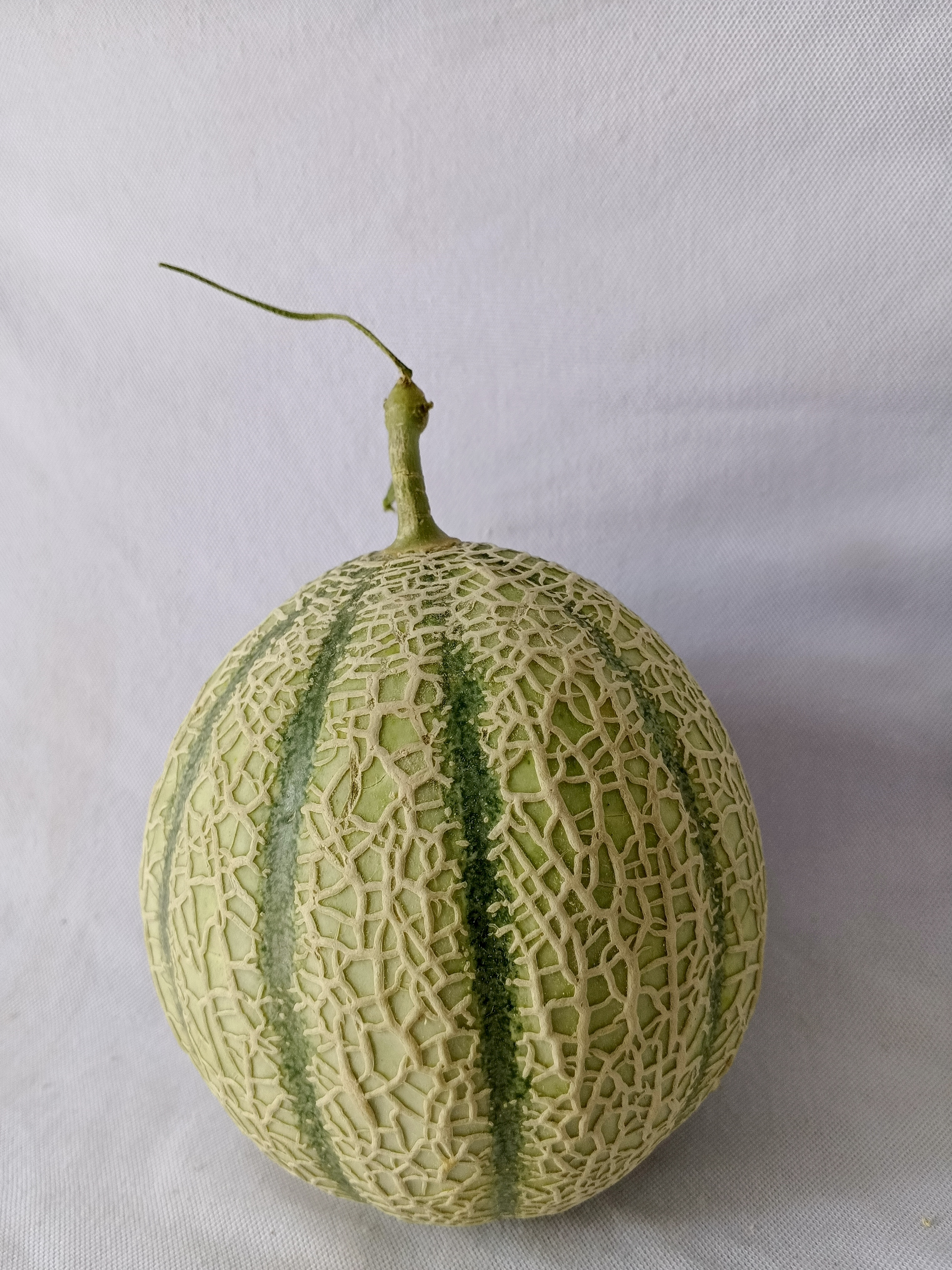 Melon Classification Model by Melon