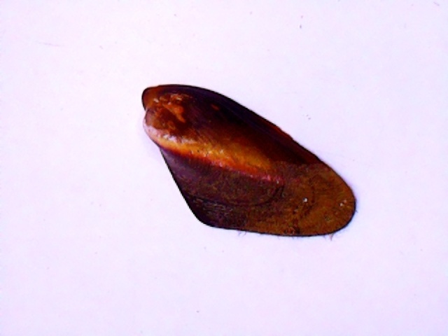 mussel detection Object Detection Dataset by MFGC