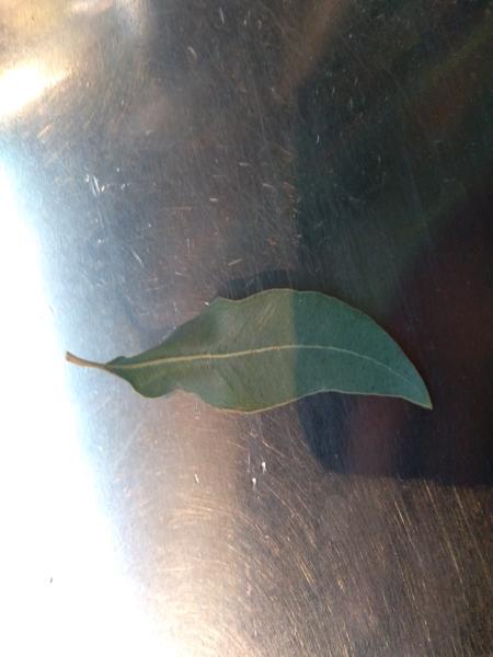 Medicinal Plant Object Detection Dataset And Pre Trained Model By Yolo