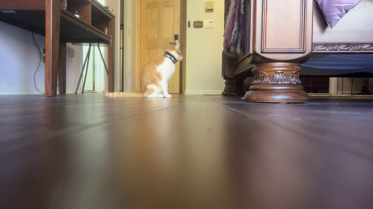 14144157 Object Detection Dataset By Cat Batch 3