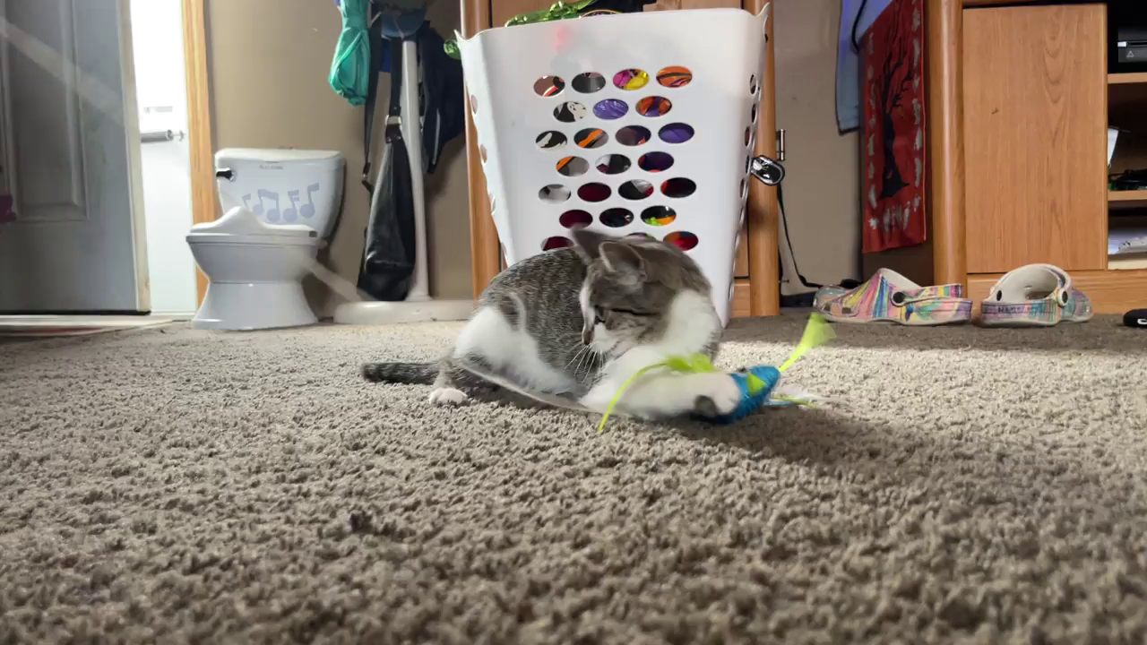 14086649 Object Detection Dataset By Cat Batch 3