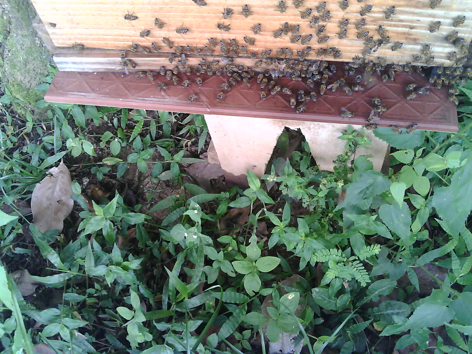 Bee3 Final Object Detection Dataset By Bees