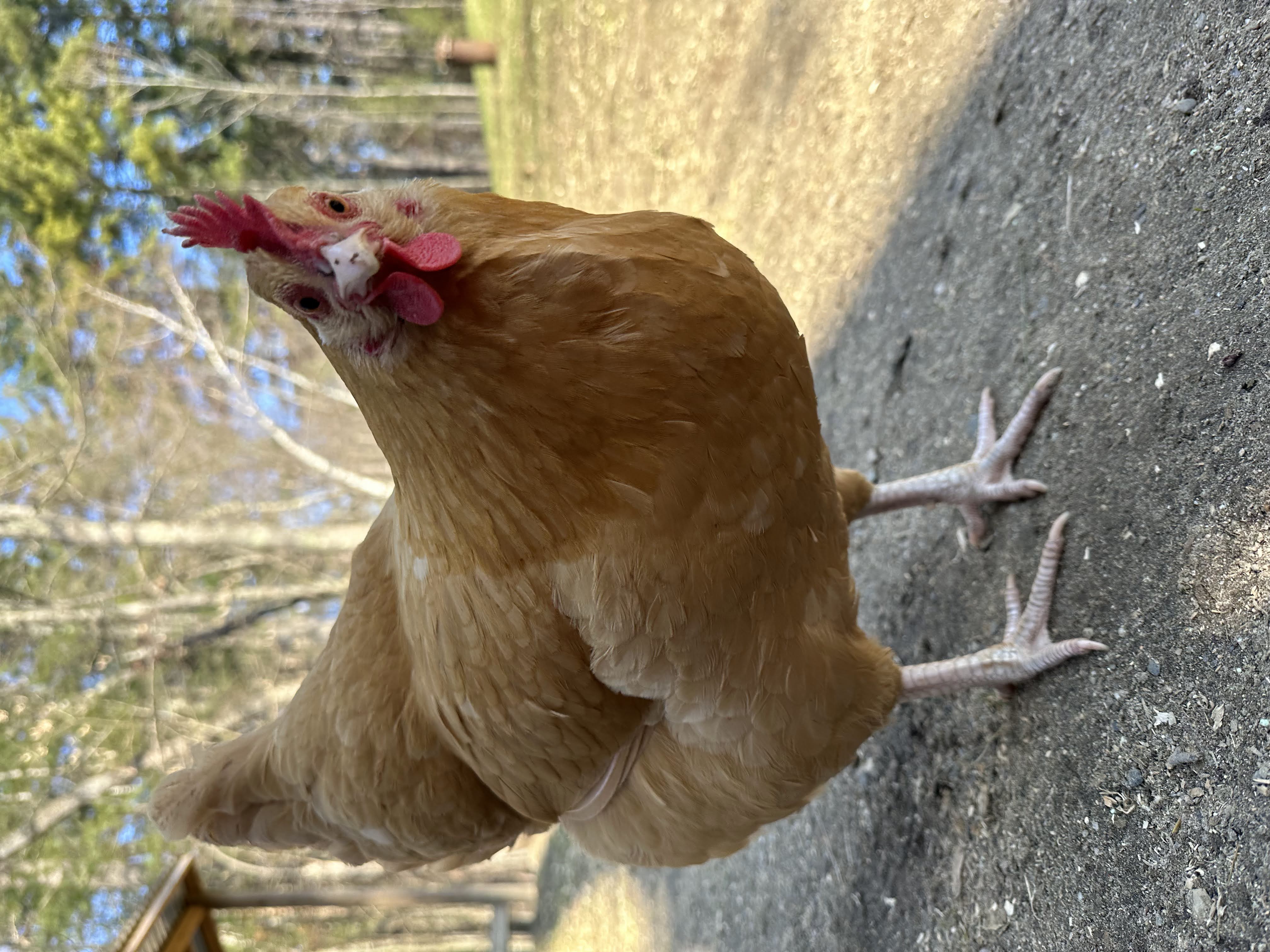 Chicken v Egg Object Detection Dataset and Pre-Trained Model by QTM InClass