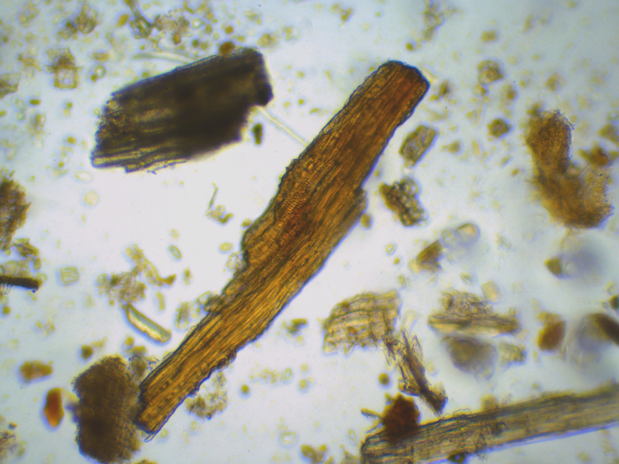 Classification of Indian Herbal Plants based on powder microscopic ...