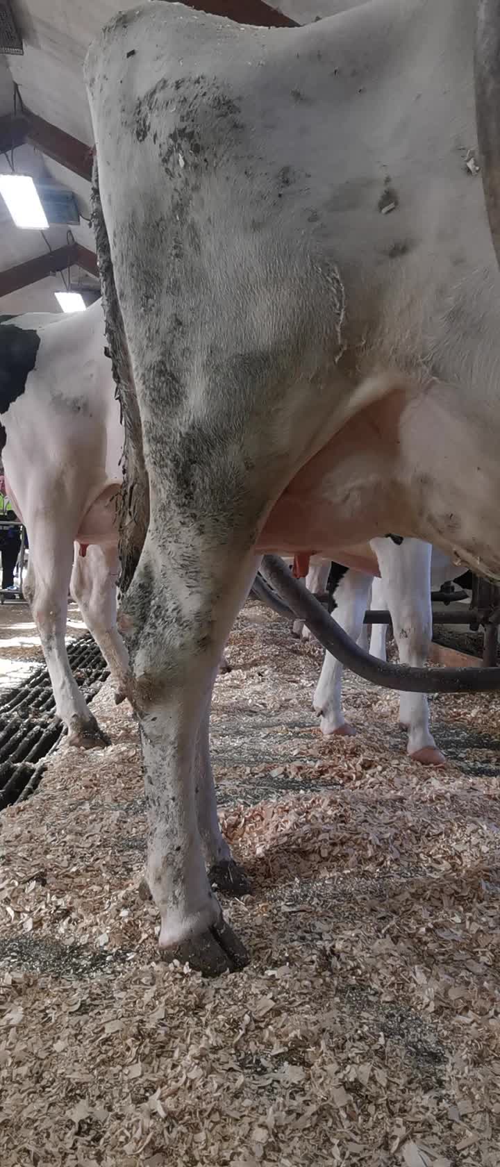 Cow 2 Instance Segmentation Model by Ali Eng