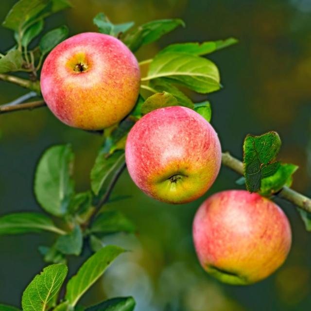 RED & GREEN APPLE DETECTION Object Detection Dataset by red and green