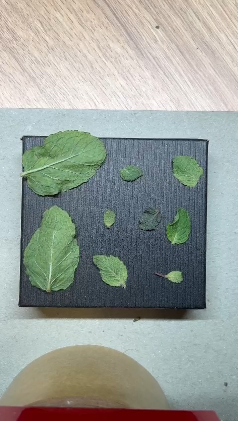 mint leaf measurement Object Detection Dataset by mint lead measurement