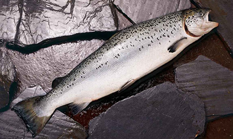 IRON VISUAL - Roboflow Universe