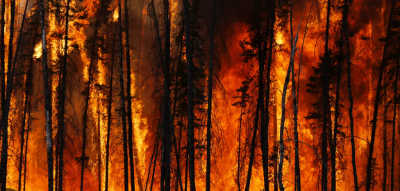 Identify forest fires Object Detection Model by AI project
