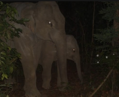 Elephant dtection - Roboflow Universe