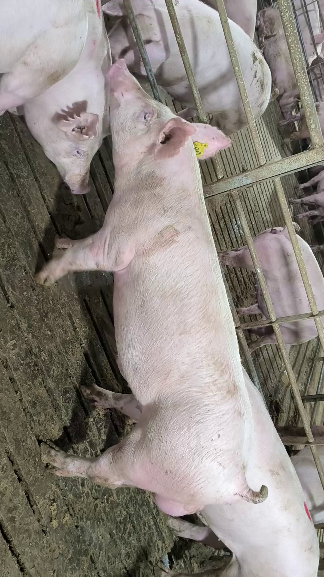 pig_ce 2 Keypoint Detection Dataset by fl