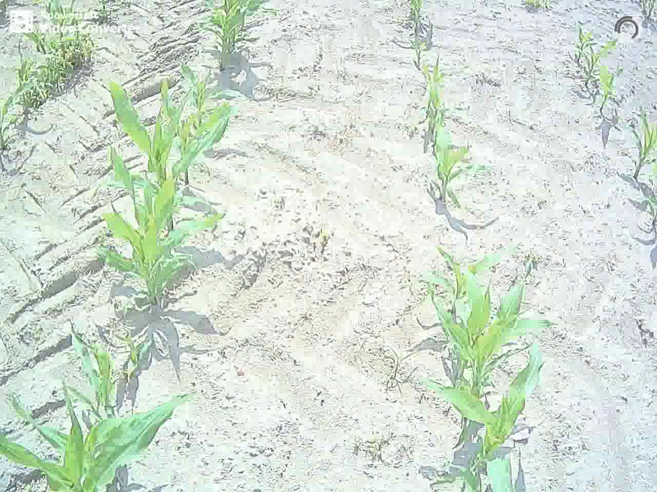 Plent Object Detection Dataset V5 2025 01 24 1 32pm By Corn