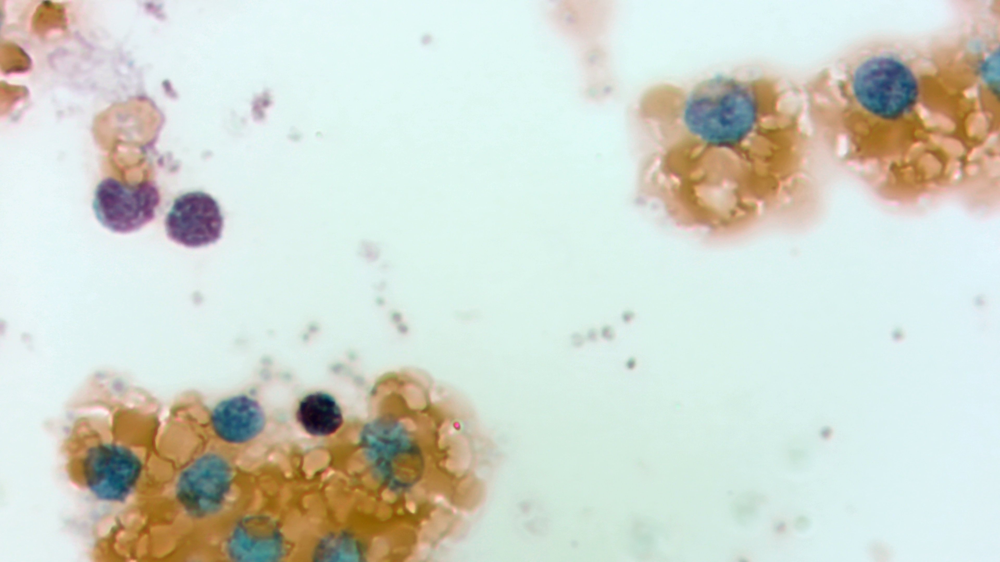 LS-2024 Object Detection Dataset and Pre-Trained Model by MayaSciProj2023