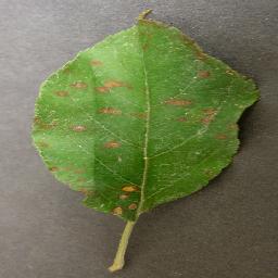 apple-leaf-disease-detection v5 Object Detection Model by Minor