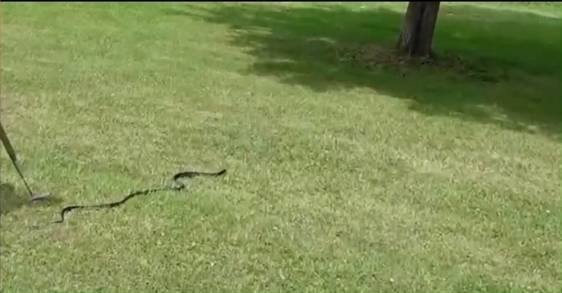 Snake Detector 1 Object Detection Dataset by Olive