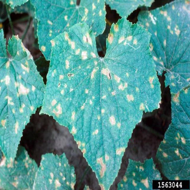 Diseases Detection Semantic Segmentation Dataset By St Aloysius Institute Of Management And