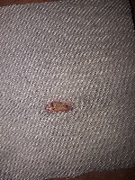 detectron (detectron-vhpdm) - Roboflow Universe