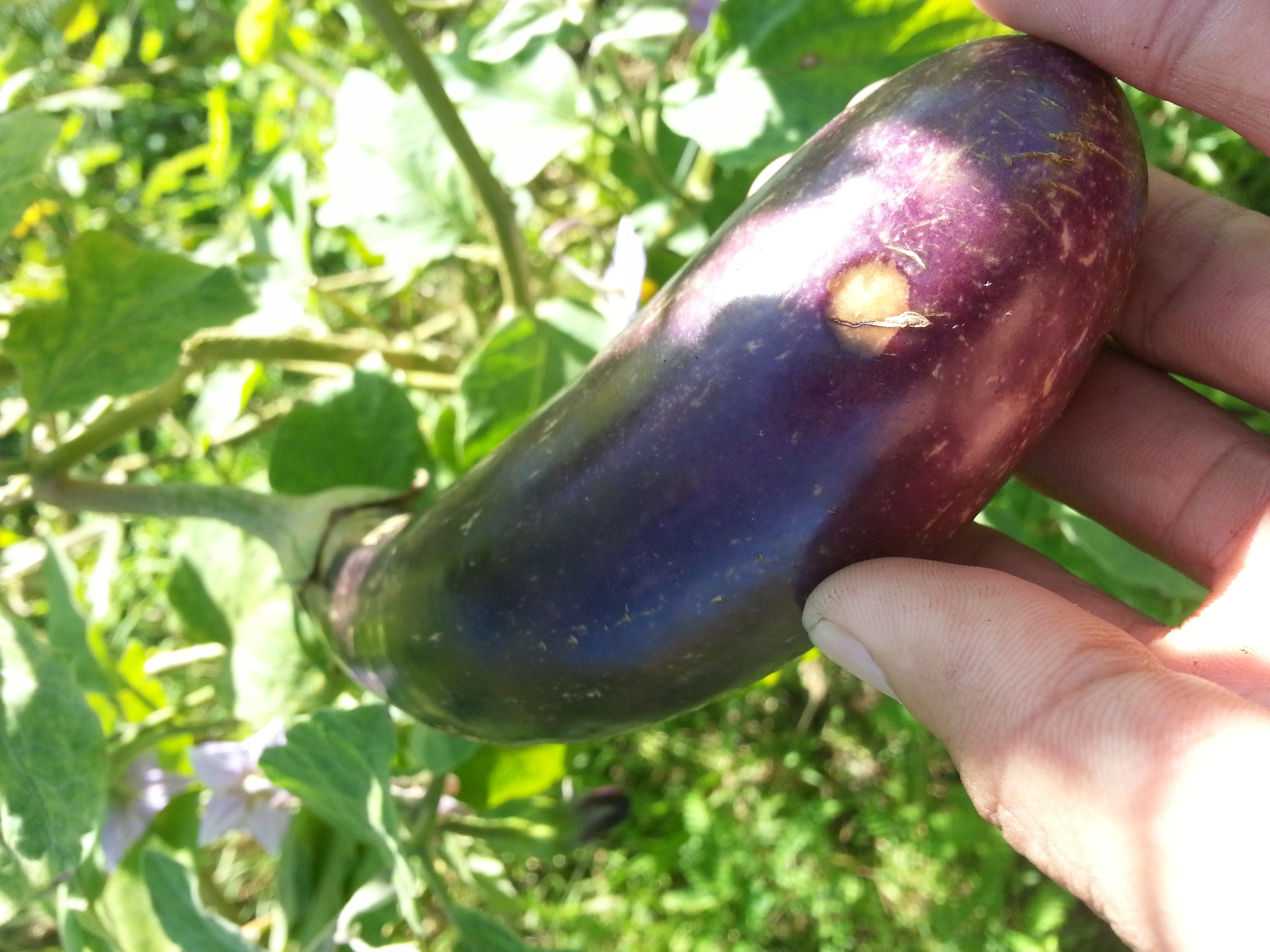 fruit rot resize Object Detection Dataset by BSCS