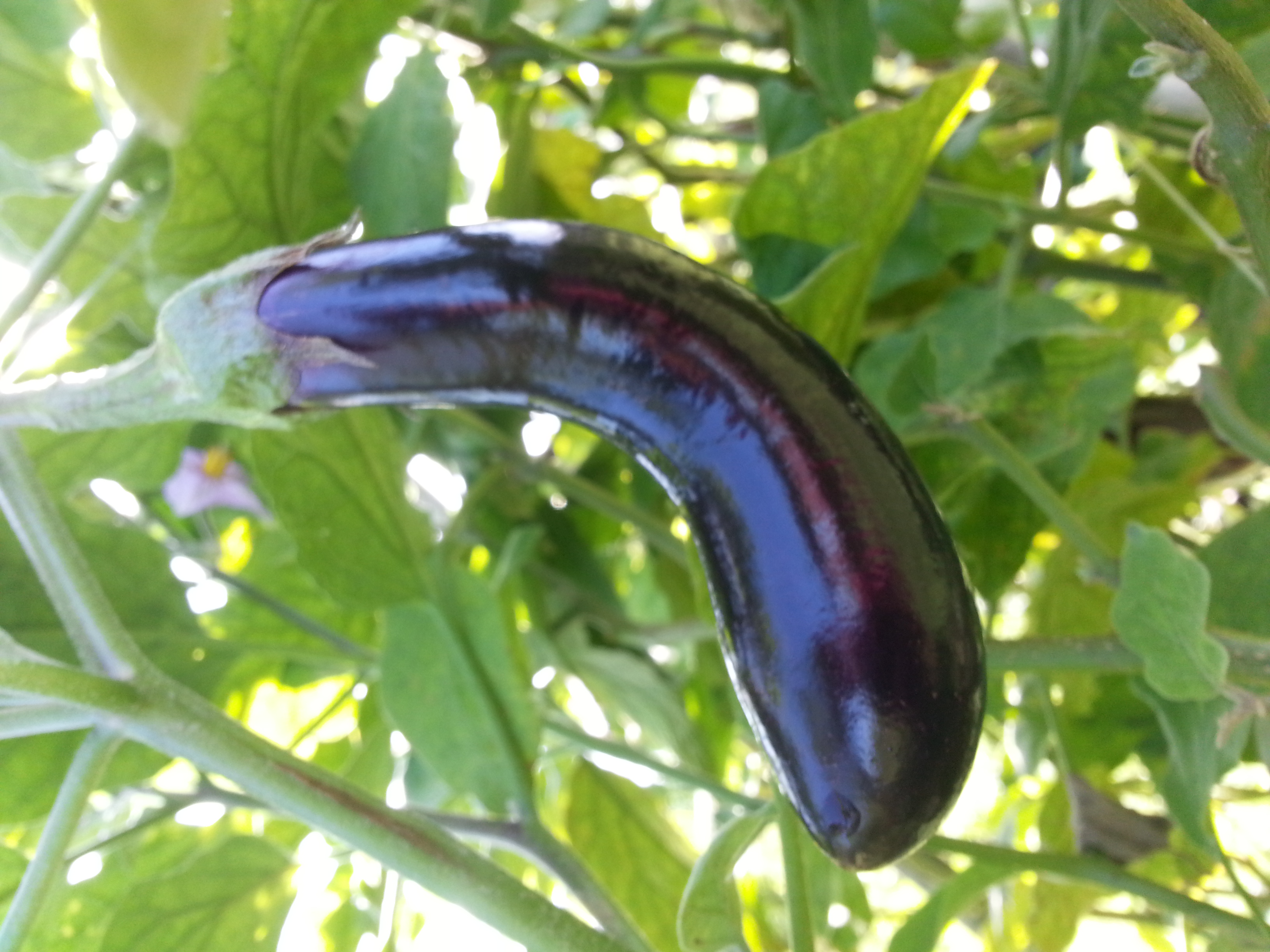 Eggplant Fruit Disease Detection Object Detection Dataset And Pre