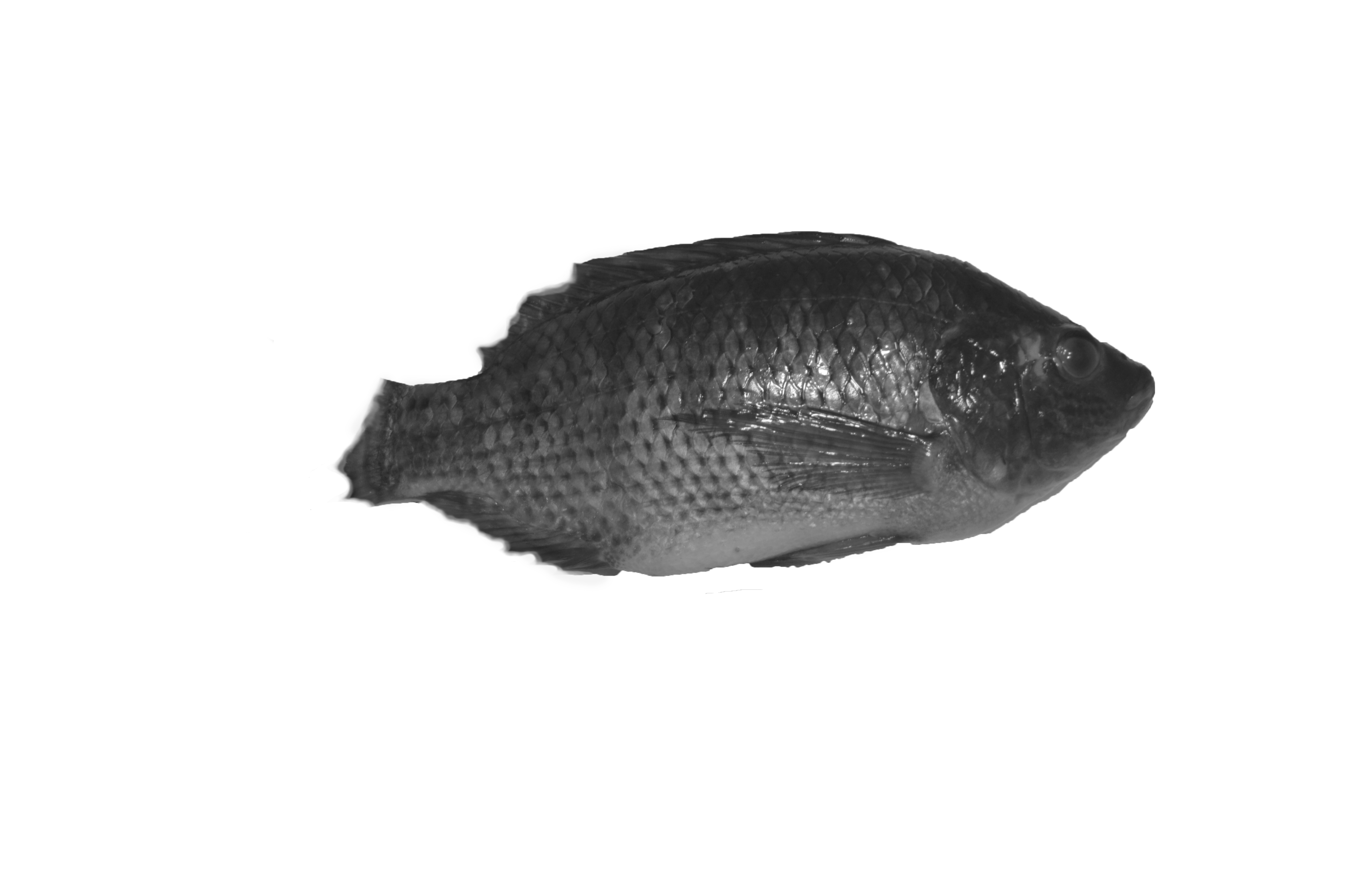 Tilapia Fish Object Detection Dataset by Tilapia Fins