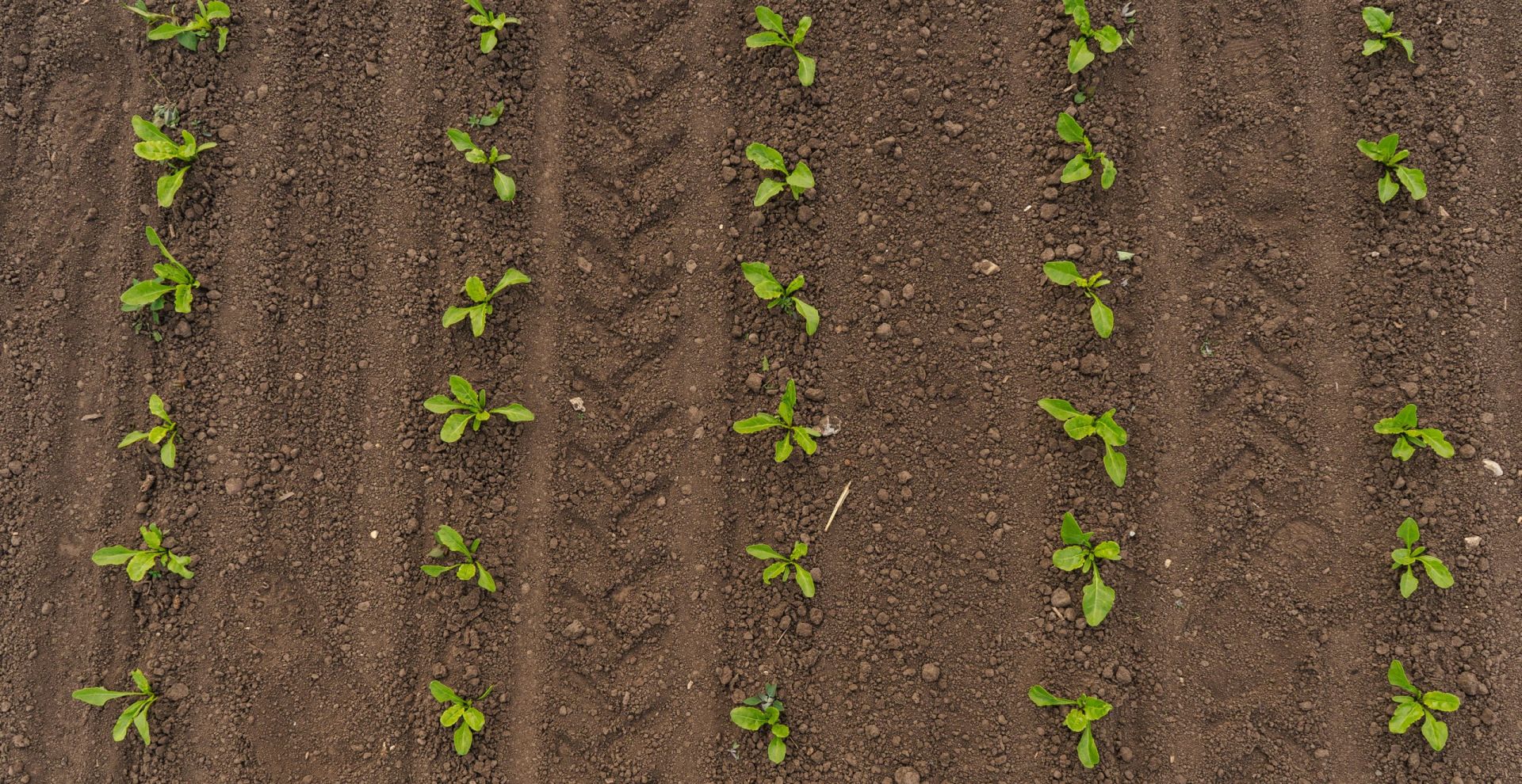 Plant Identification Object Detection Dataset and Pre-Trained Model by ...