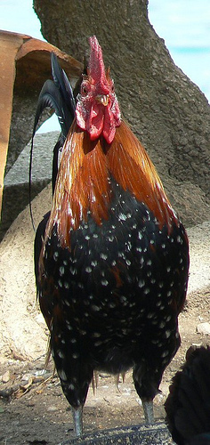 Chickens Object Detection Dataset By Xitation