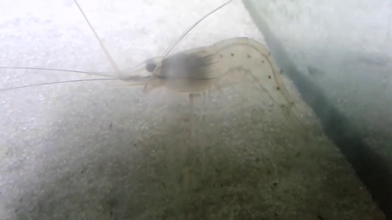 Prawn Yolo Object Detection Dataset And Pre Trained Model By Universiti Tunku Abdul Rahman