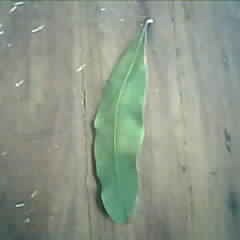 trash datasets 1 Object Detection Dataset by Waste Segregation Capstone