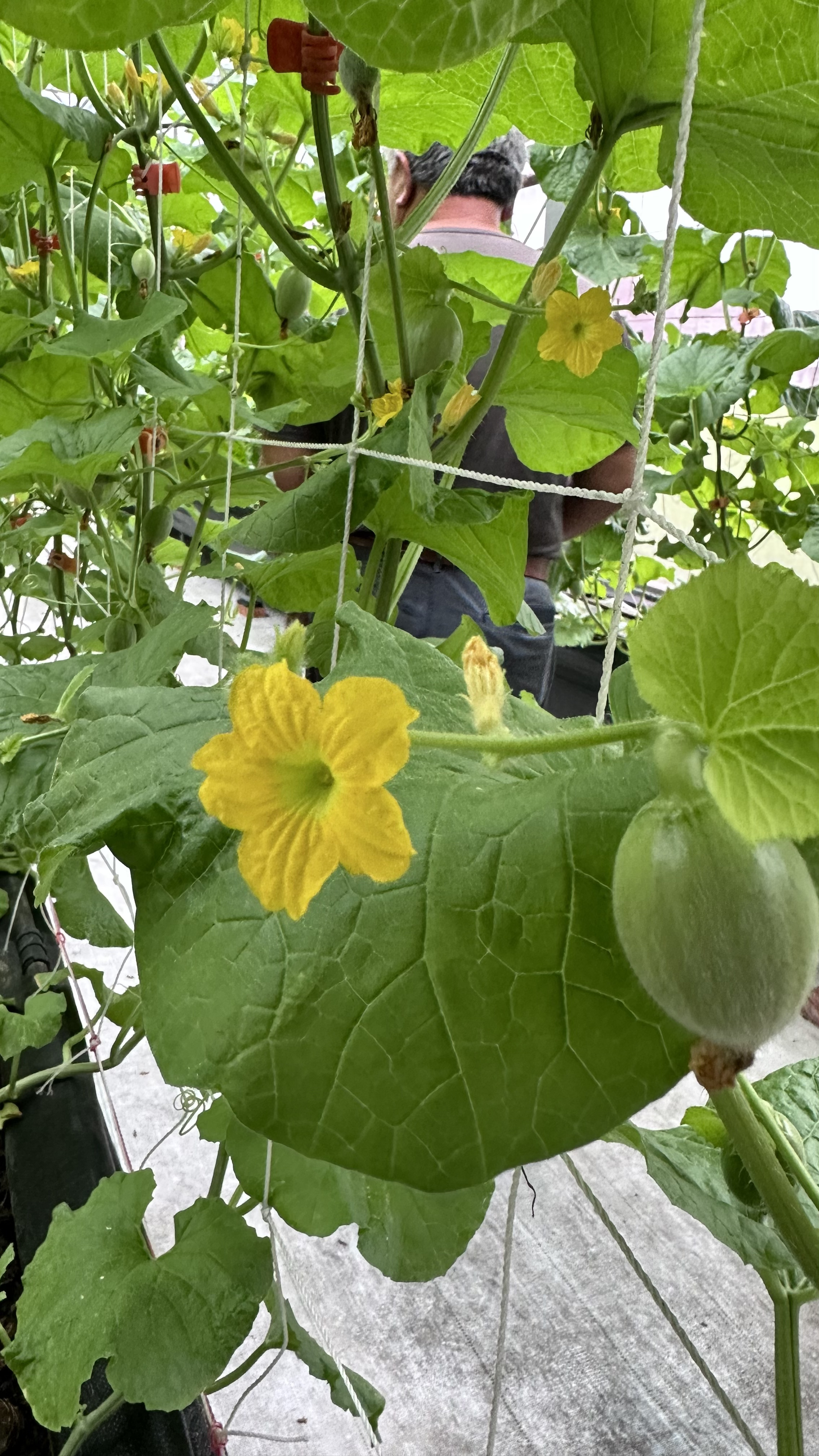 melon flower Object Detection Dataset and Pre-Trained Model by YiSion Kao