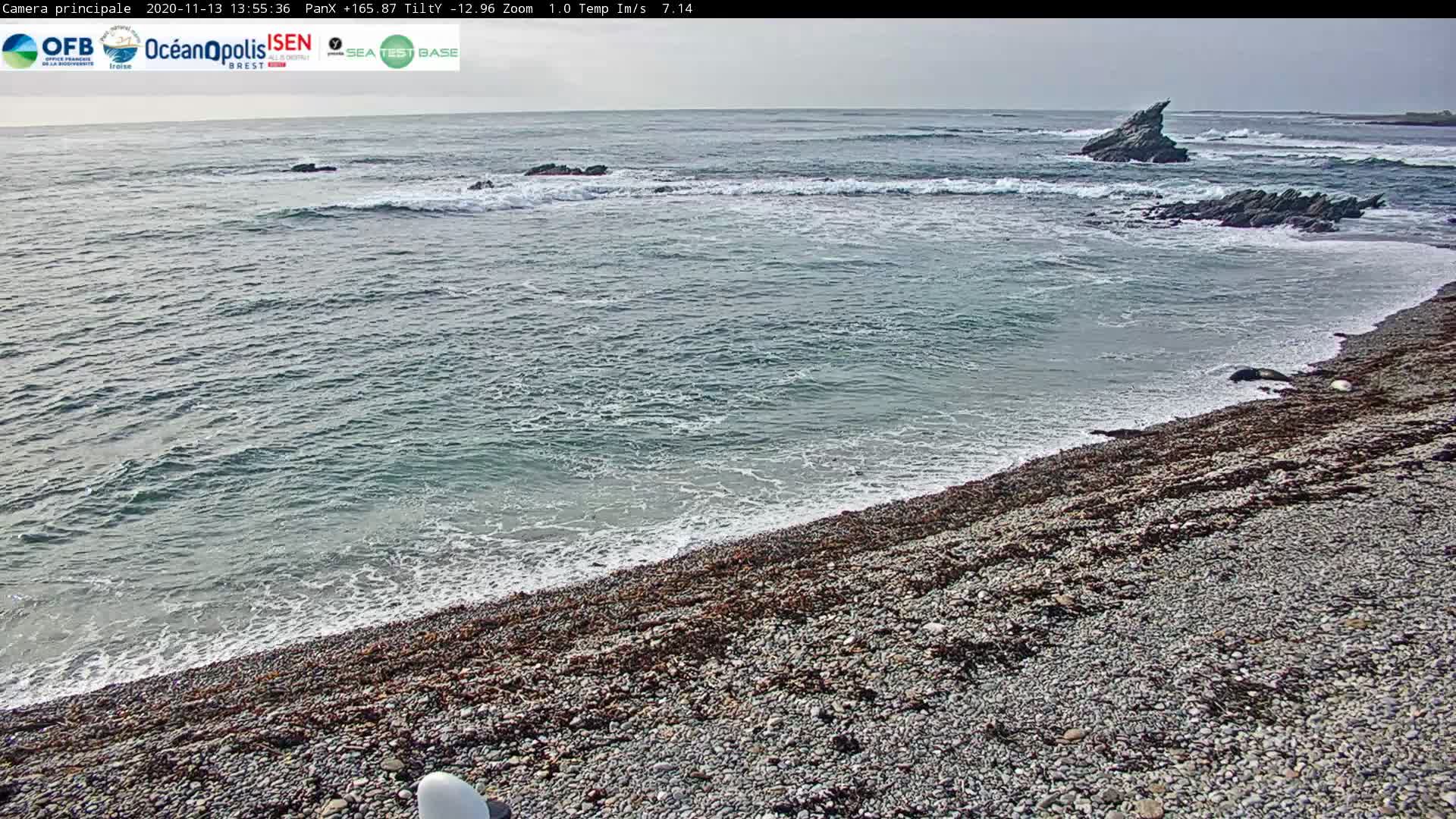 Seal Object Detection Dataset By Seal