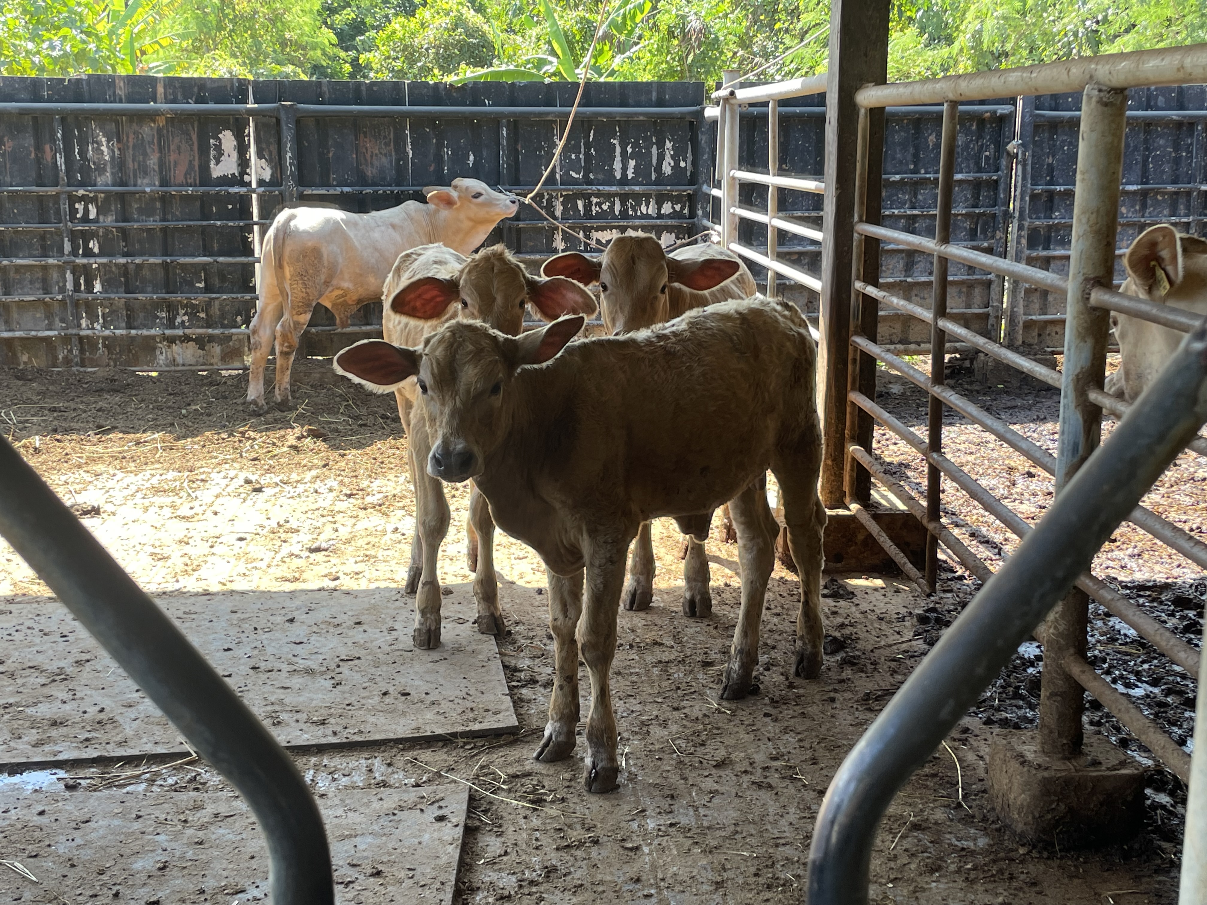 Cow Temperature Object Detection Model by Ku