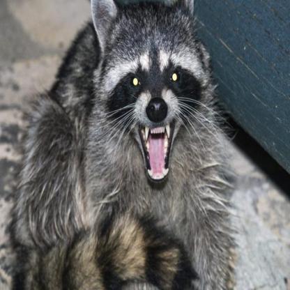 Cat/Raccoons Object Detection Model by Cat Feeder Project