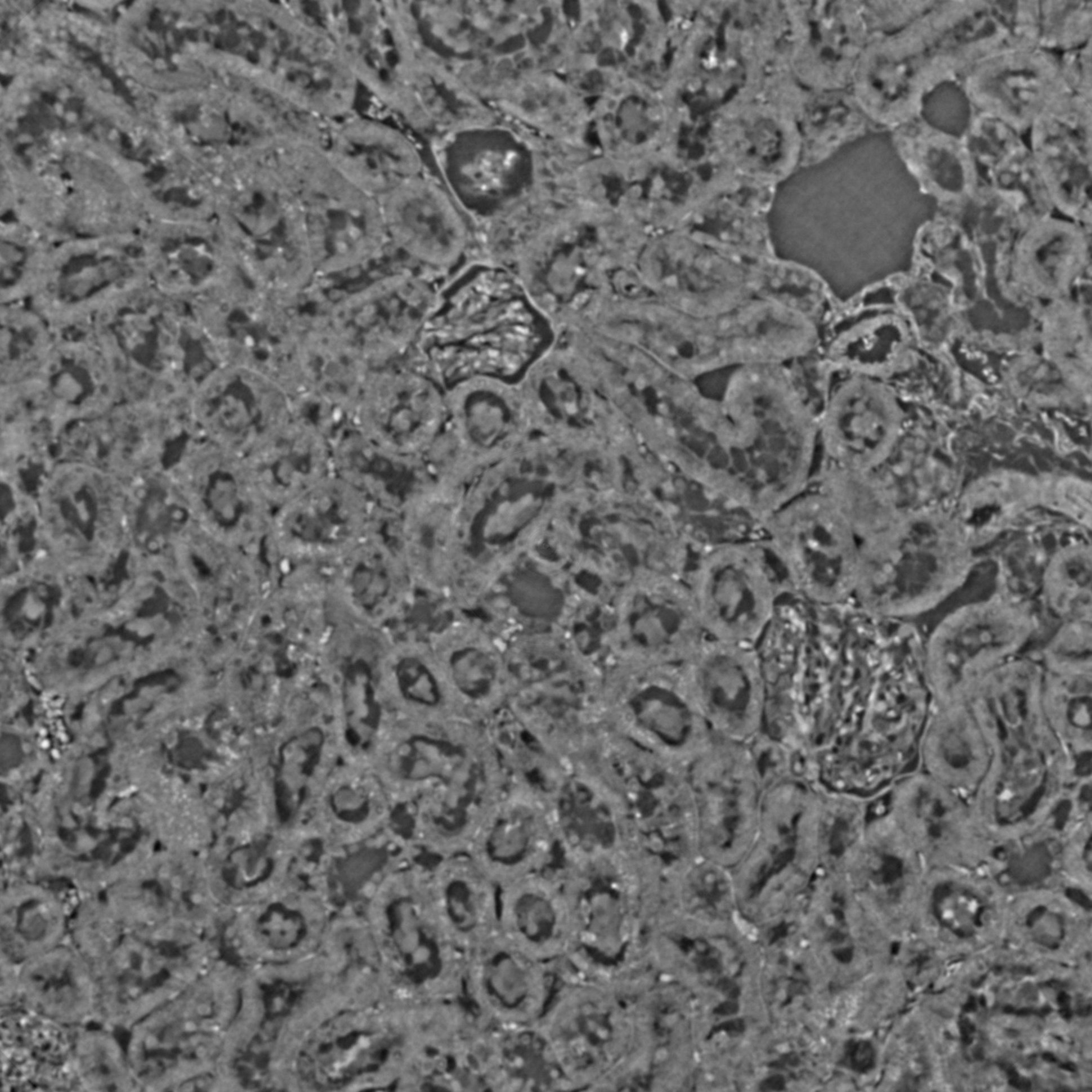 Cell-seg 8 Classes Semantic Segmentation Dataset and Pre-Trained Model ...